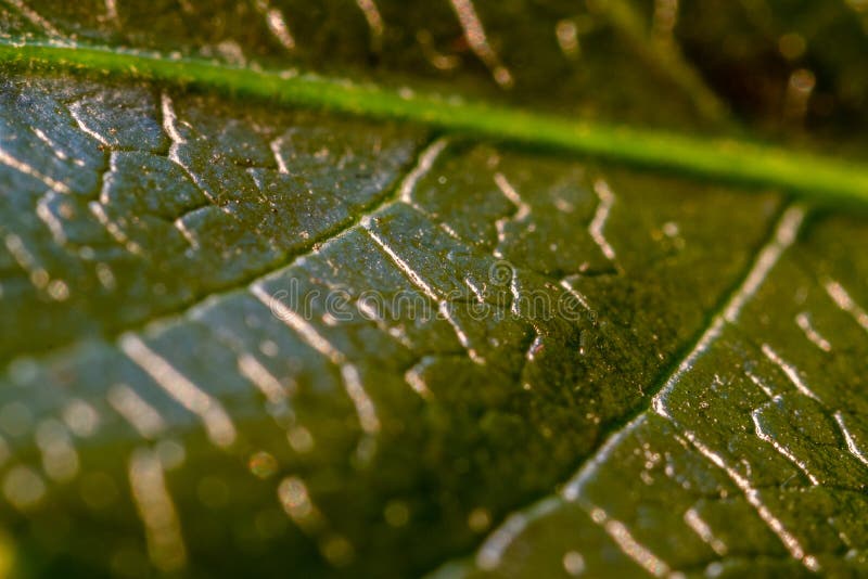 A Close-up View on a Green Leaf with Nice Textures Stock Image - Image ...