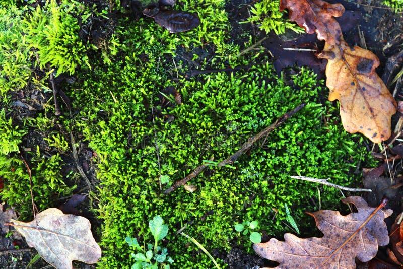 Close Up View on Green Moss on a Forest Ground at Springtime Stock ...