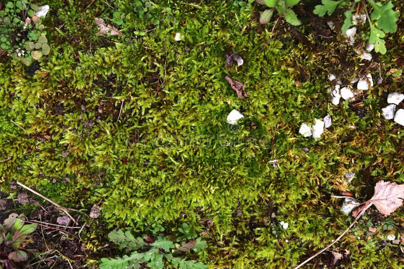 Close Up View on Green Moss on a Forest Ground at Springtime Stock ...