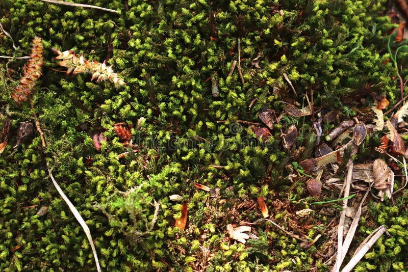 Close Up View on Green Moss on a Forest Ground at Springtime Stock ...
