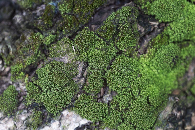 Close Up View of Green Moss on Rocks, Moss Growing on Rocks Stock Image ...