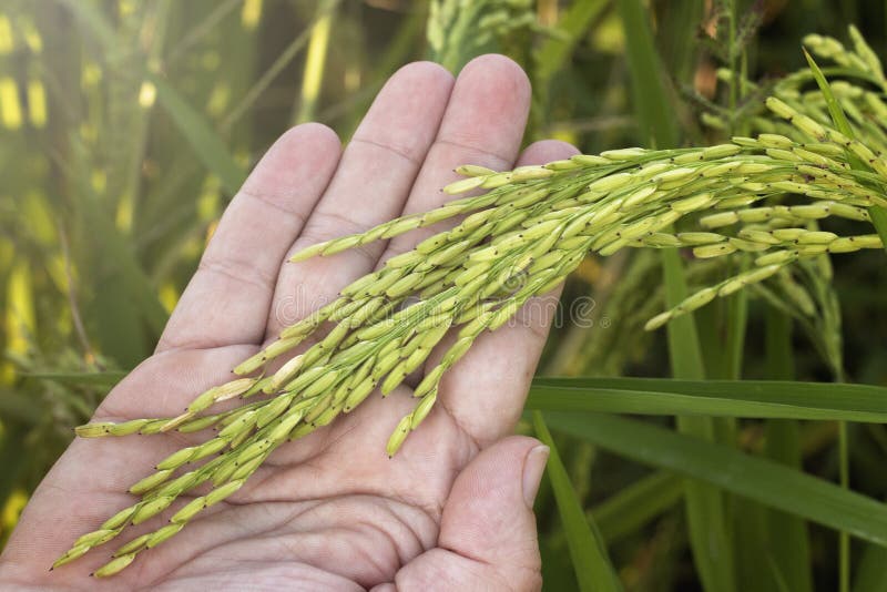 A Close Up View of Green Rice Fields Stock Photo - Image of grain ...