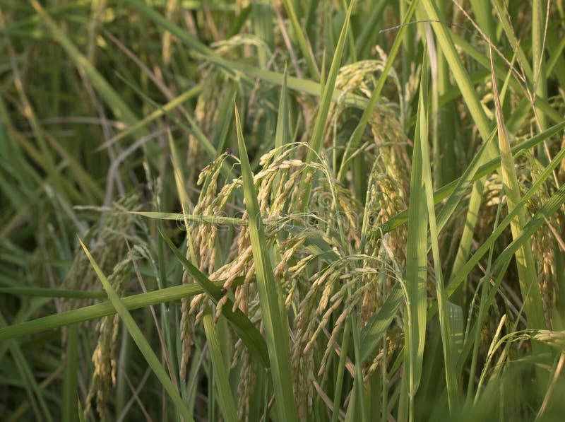 A Close Up View of Green Rice Fields Stock Photo - Image of macro, asia ...