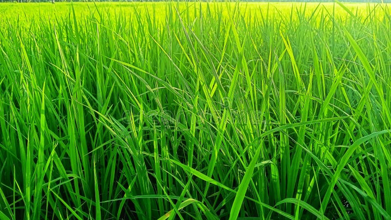 Close Up View of the Green Rice Plants Looks Fresh Stock Illustration ...