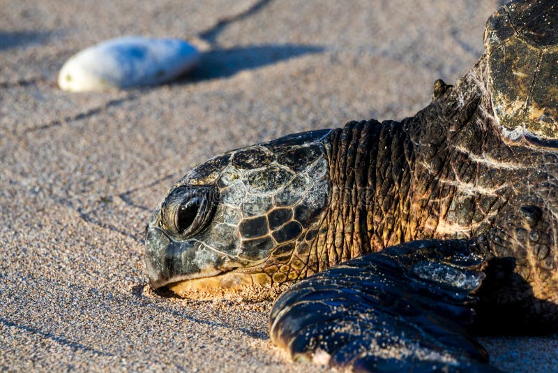 Close Up View of a Green Sea Turtle Head Stock Image - Image of beauty ...