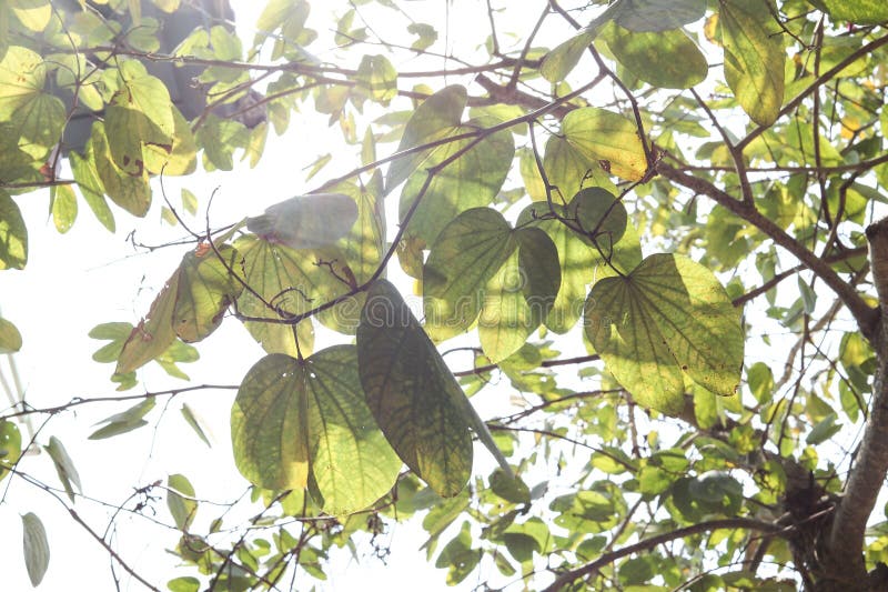 Close-up View of Green Tree Leaves in Natural Light Stock Illustration ...