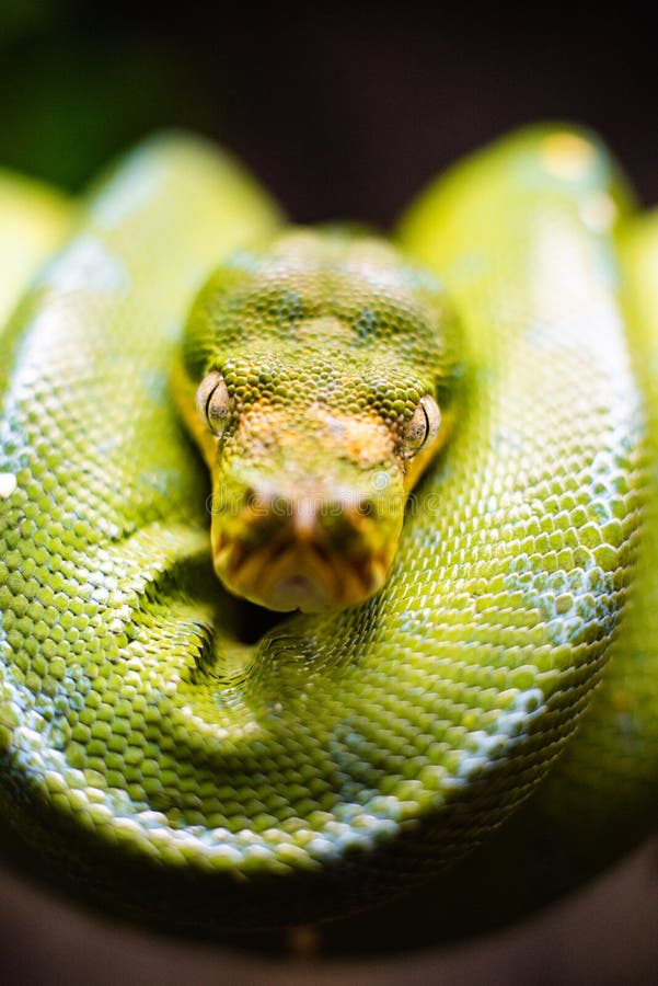 A Close-up View of a Green Tree Python Slithering on a Tree Sleeping ...