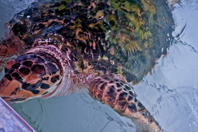 Close Up View of Green Turtle Stock Photo - Image of coral, shell ...