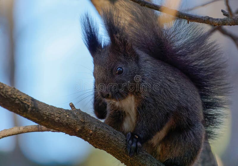 Close-up View of a Grey Squirrel on a Tree Stock Photo - Image of ...