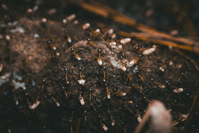 Close-up View of a Group of Ants on the Surface Carrying Larvae Stock ...