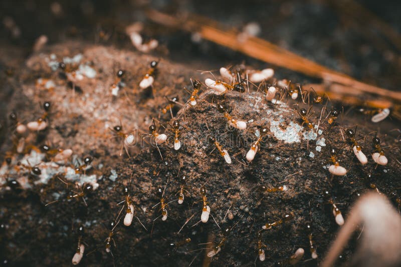 Close-up View of a Group of Ants on the Surface Carrying Larvae Stock ...