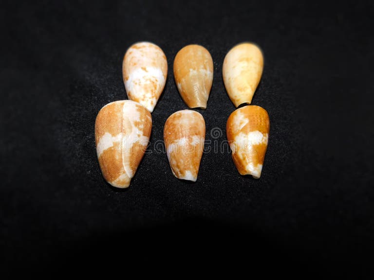 A Group of Brown Cone Shells Stock Image - Image of jeffreysbay, life ...