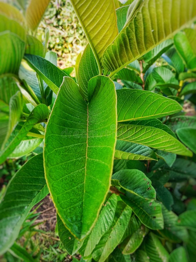 Close-up View of the Guava Leaves are Dark Green Which are Still on the ...