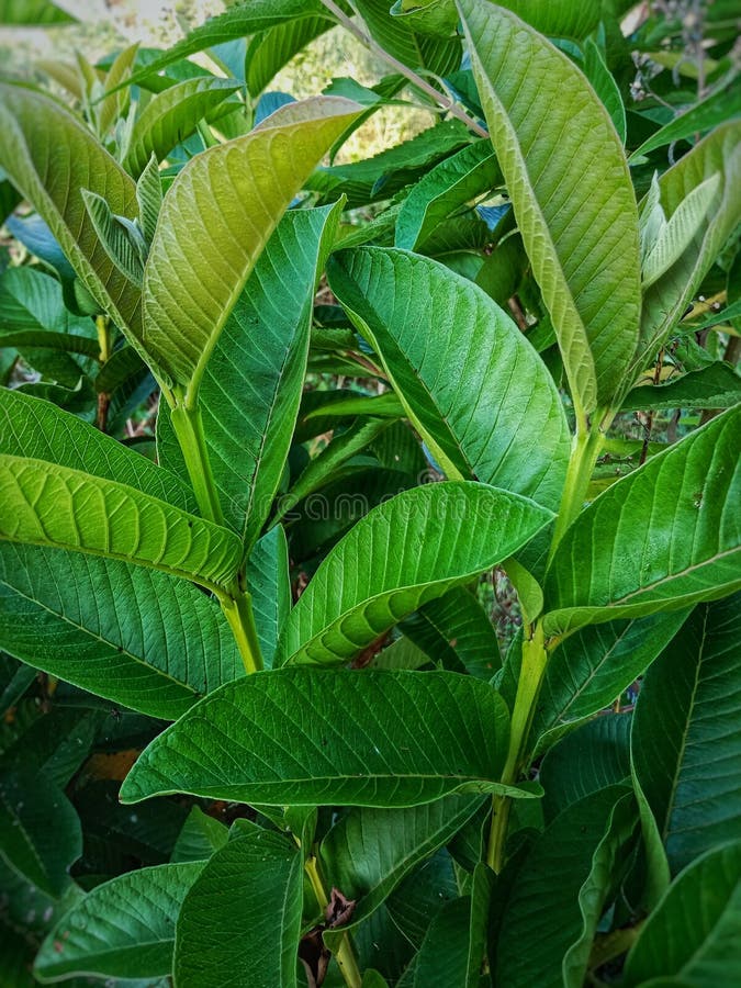 Close-up View of the Guava Leaves are Dark Green Which are Still on the ...