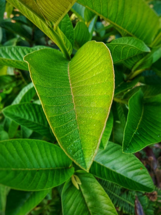 Close-up View of the Guava Leaves are Dark Green Which are Still on the ...