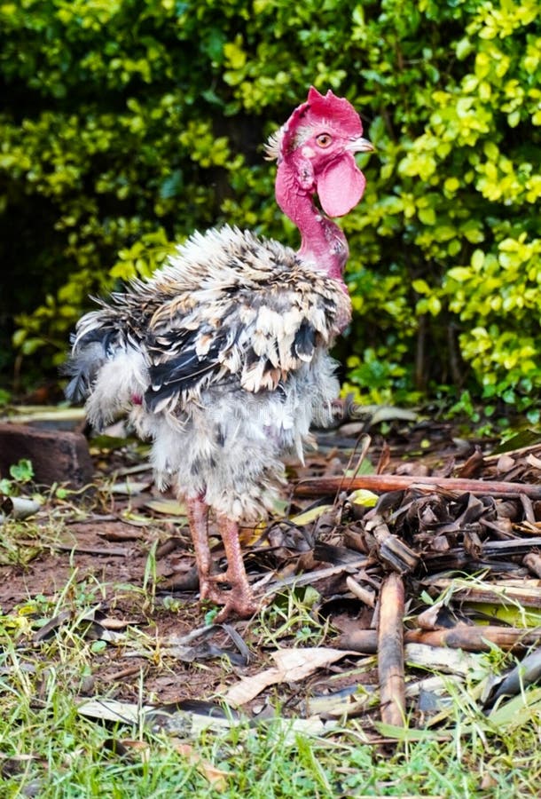 Haggard Chicken Stock Photos - Free & Royalty-Free Stock Photos from ...