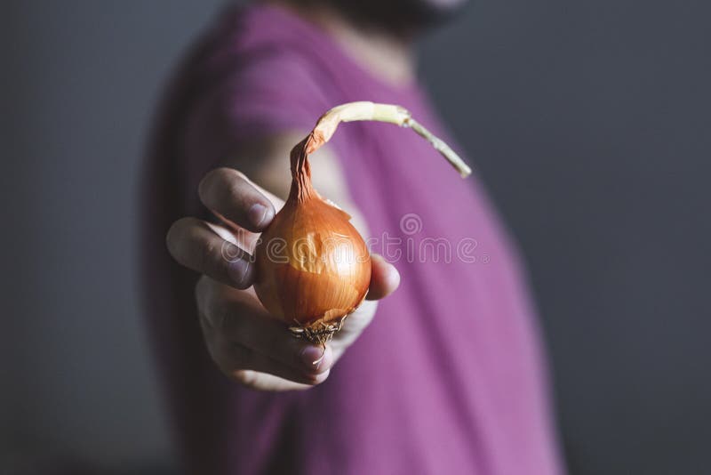 Close-up View of Hand Holding an Onion Stock Photo - Image of ...