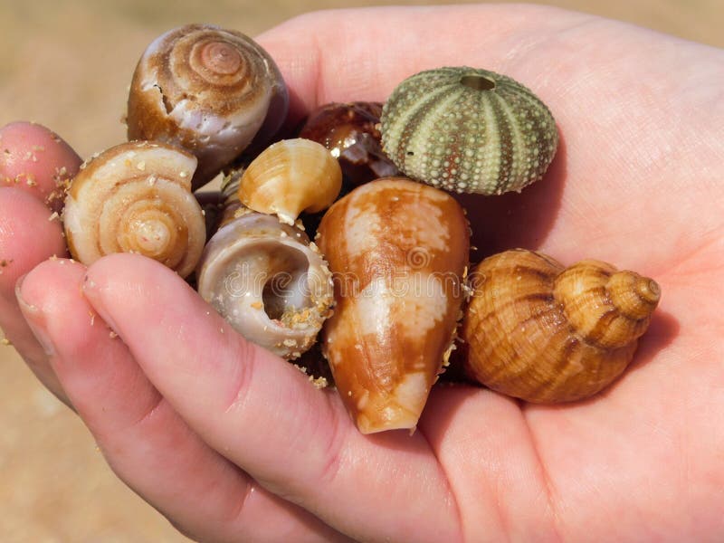Pumpkin Shells stock image. Image of beach, african, shells - 49823309