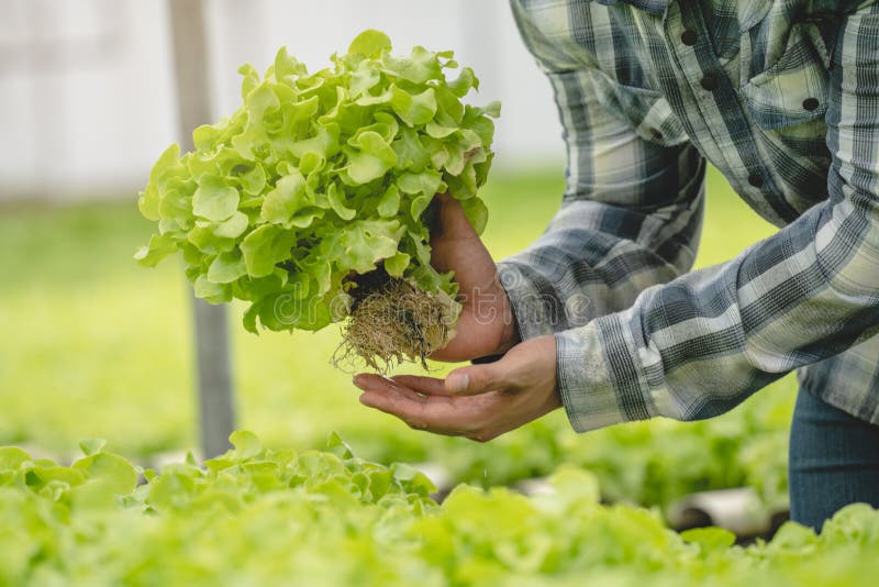 Close Up Hands of Farmer Picking Lettuce in Hydroponic Greenhouse Stock ...