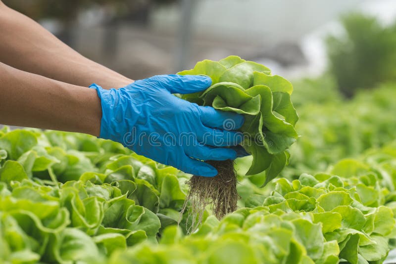 Close Up Hands of Farmer Picking Lettuce in Hydroponic Greenhouse Stock ...