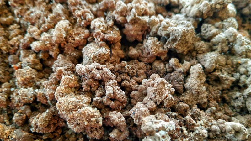 Close Up View of Hardened Soil Clumps. Lumpy Soil Surface Texture Stock ...