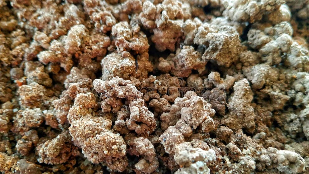 Close Up View of Hardened Soil Clumps. Lumpy Soil Surface Texture Stock ...