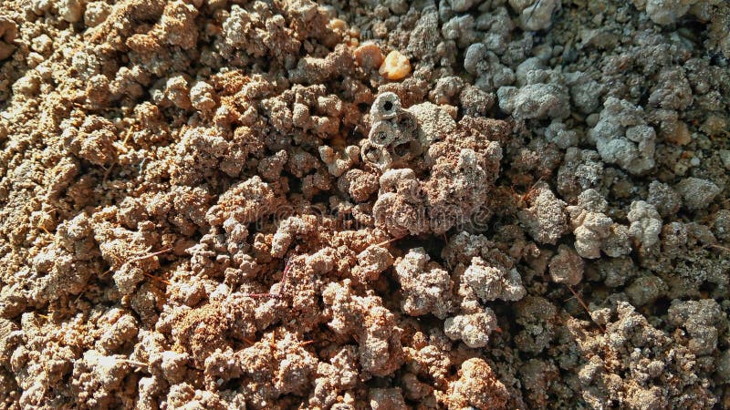 Close Up View of Hardened Soil Clumps. Lumpy Soil Surface Texture Stock ...