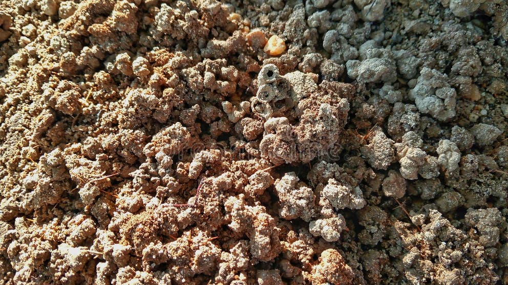 Close Up View of Hardened Soil Clumps. Lumpy Soil Surface Texture Stock ...