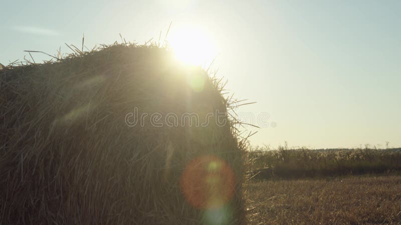 Close Up View of Haystack in Field after Harvesting Wheat or Rye ...