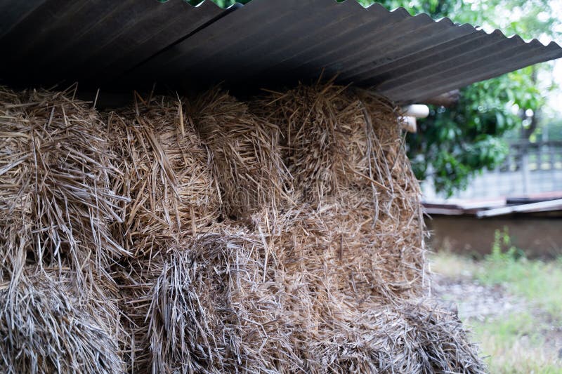 Close-up View of a Haystack Stack of Hay after Rice Harvest ...