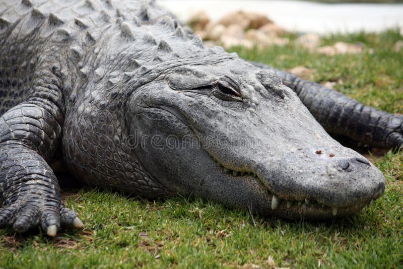 Lazy croc stock image. Image of creature, head, eyes - 12384315