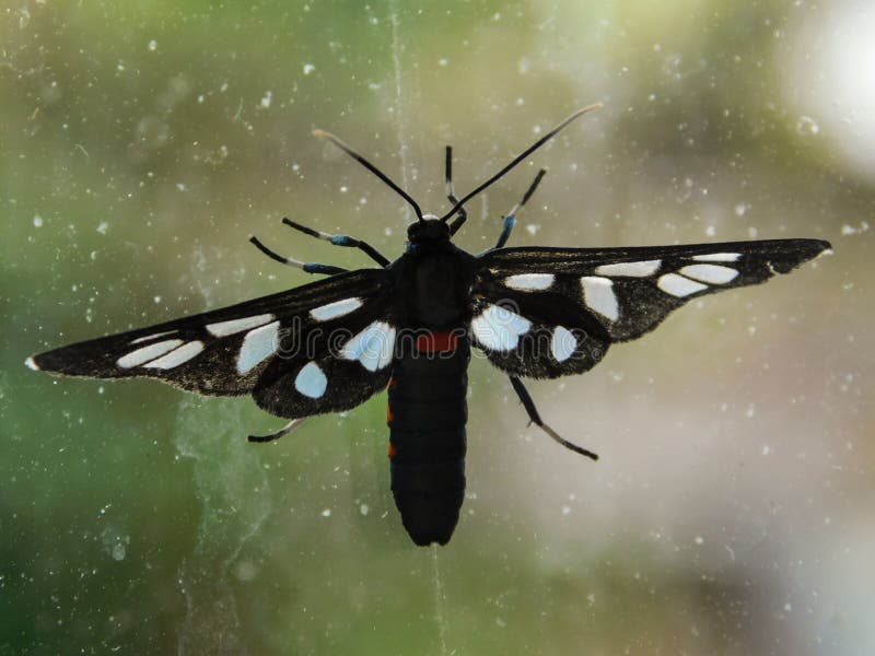 Heady Maiden Moth on Window Stock Photo - Image of black, gardens ...