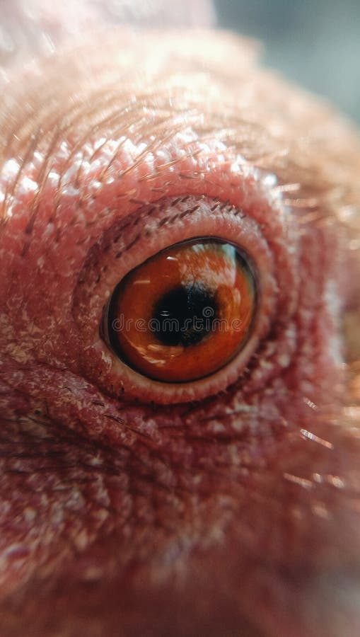 Close Up View of the Eye of a Hen Stock Image - Image of hand, face ...