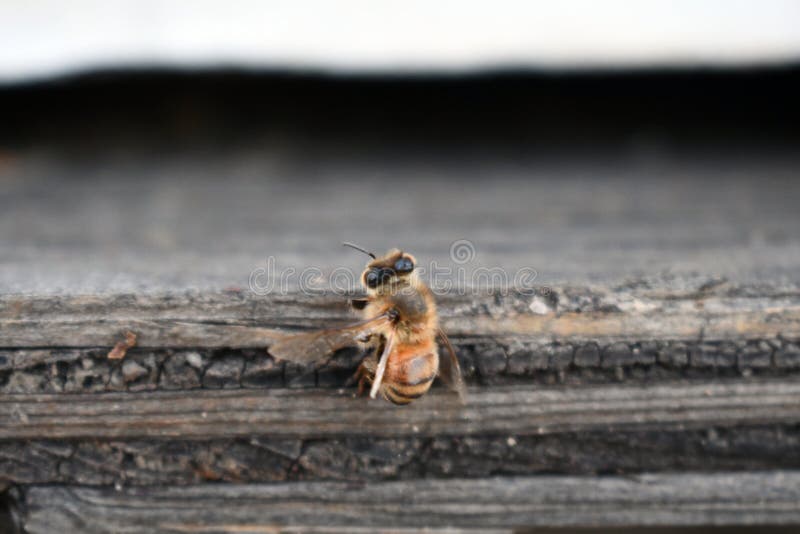 Close up view of honey bee stock image. Image of farming - 190850073