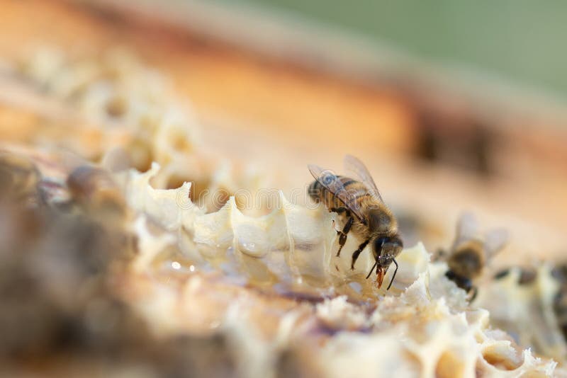 Close Up View of Honey Bees Working at Honeycomb Stock Image - Image of ...