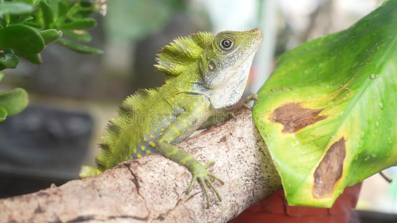 Close-up View of a Horned Tree Lizard on the Tree Branch Stock Video ...
