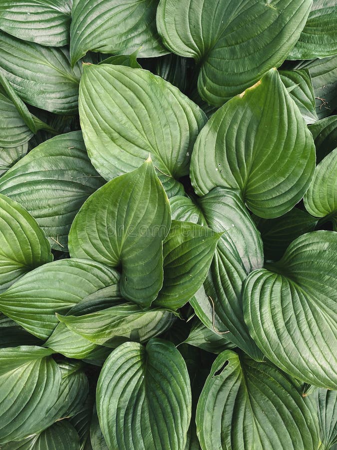 Close-up View of Hostas Leaf Texture. Stock Image - Image of botany ...