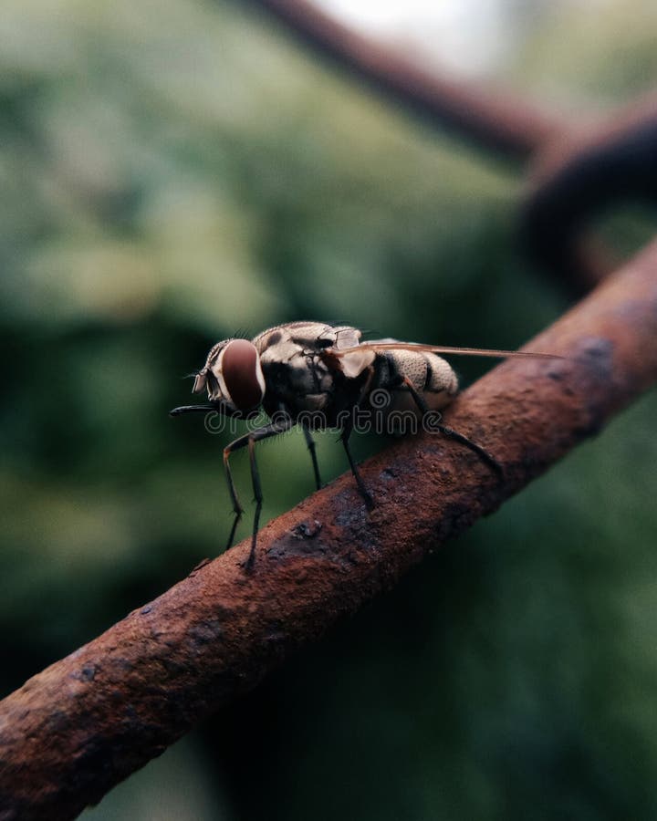 Close Up View Of A House Fly Stock Photo - Image of nature, beetle ...