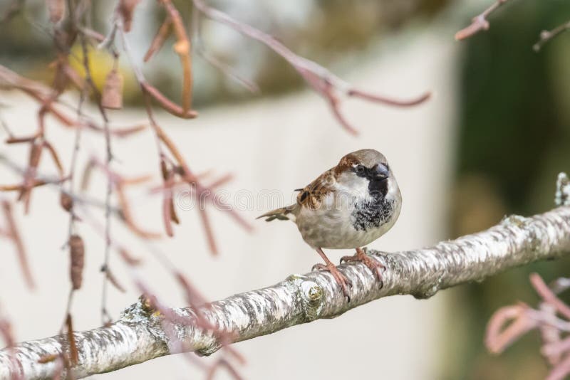 Close Up View of House Sparrow Stock Photo - Image of mocking, garden ...