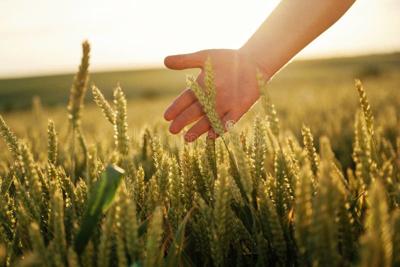 Close Up View of Human Hand that is Touching Wheat on the Agricultural ...