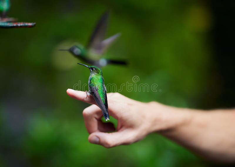 Close-up View of the Hummingbird Perching on the Finger of a Human ...