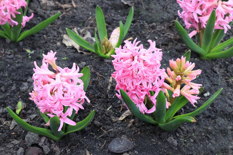 Close Up View of Hyacinthus Orientalis in Park Stock Image - Image of ...