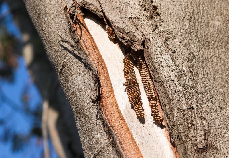 Hymenoptera on nest. stock photo. Image of hexagon, jacket - 243678652