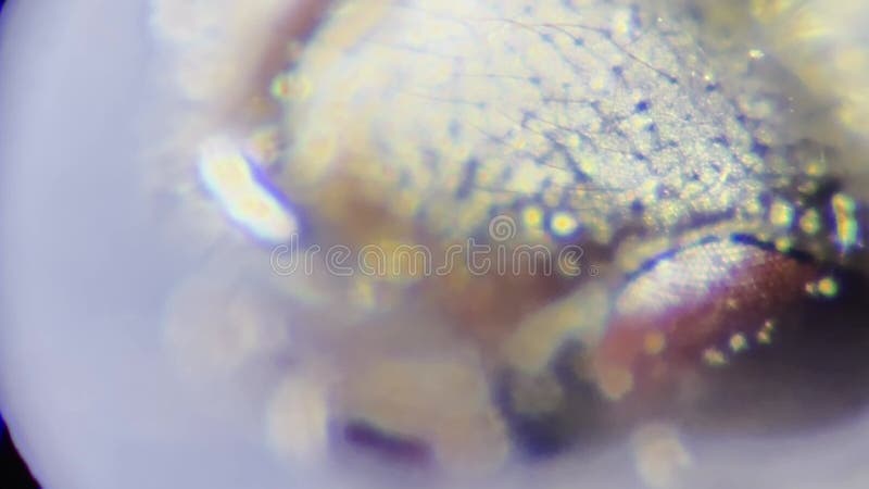 Extreme Close-up of an Insect Moving Its Legs Under a Microscope Stock ...