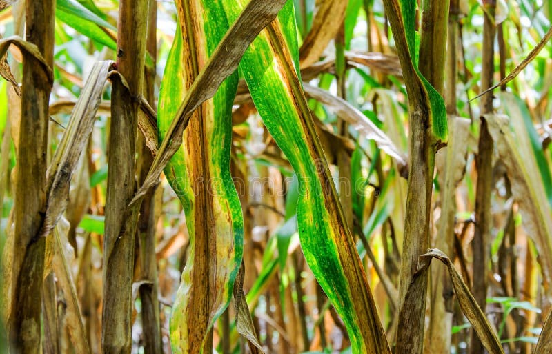 Close Up View Inside a Corn Leaf in Field Stock Image - Image of crop ...