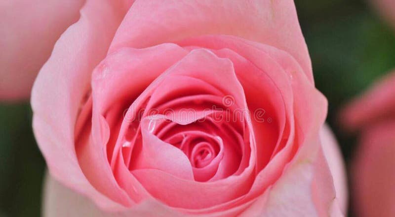 Close up pink rose stock photo. Image of closeup, petal - 253071918