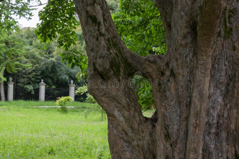 Close Up View from Inside the Tree with Hollow. Unusual Inside View of ...