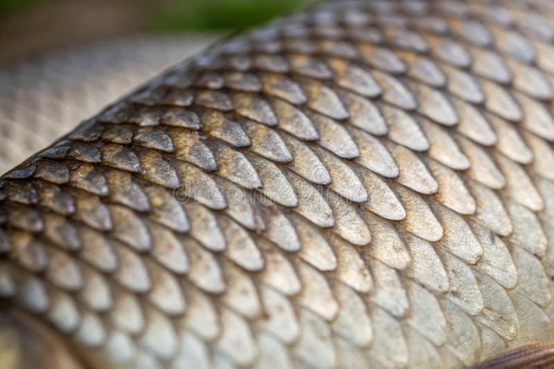 Close-up on scales texture stock illustration. Illustration of artistic ...