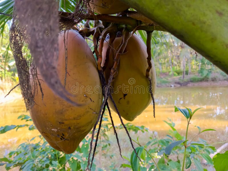 Close-up View of Ivory Coconut Fruit that is Still on the Tree. Stock ...