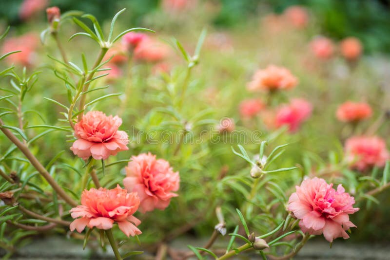 Close-up View of the Japanese Roses in the Garden Stock Photo - Image ...
